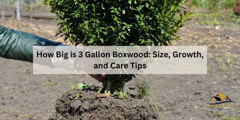 How Big is 3 Gallon Boxwood: Size, Growth, and Care Tips