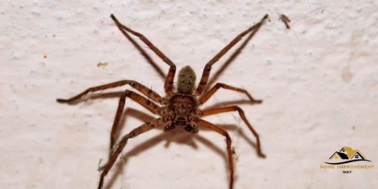 How to Bug Bomb a House: Ultimate Guide for Effective Pest Control