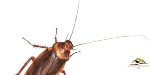 How to Bug Bomb a House: Ultimate Guide for Effective Pest Control