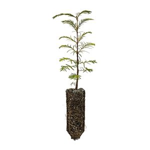 Dawn Redwood Sapling for Sale: Grow Majestic Giants in Your Garden!